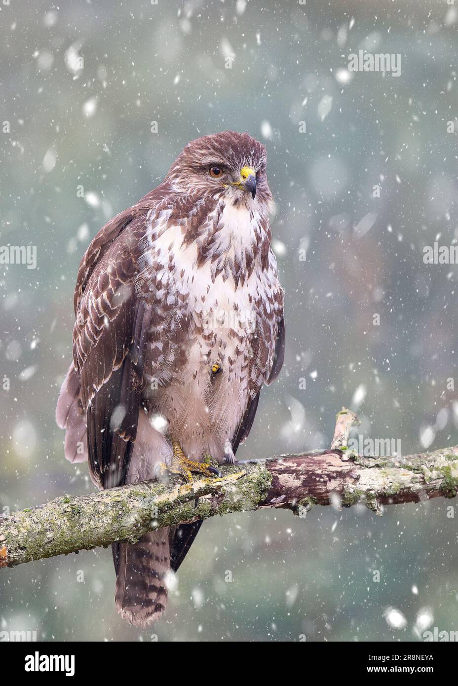 Vue rapprochée d'un bourdonnet commun sauvage du Royaume-Uni (Buteo buteo) isolé en plein air ...