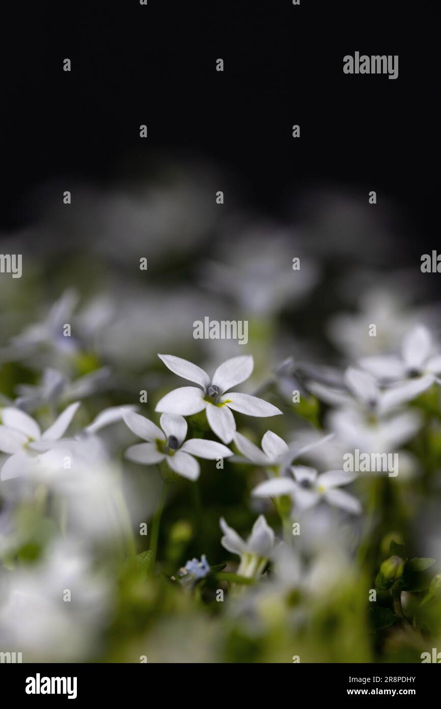 Pratia alba Banque de photographies et d’images à haute résolution - Alamy
