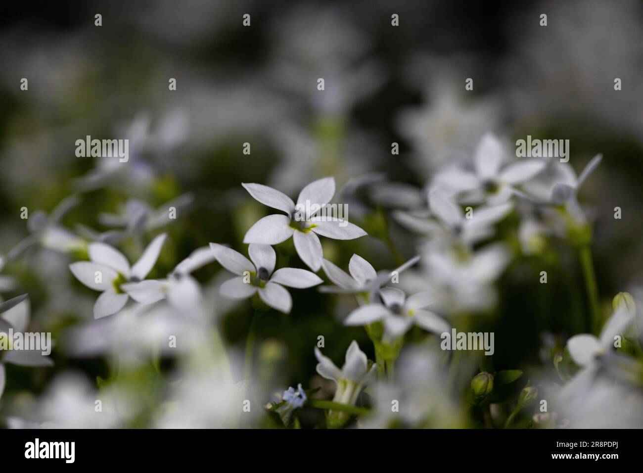 Pratia alba Banque de photographies et d’images à haute résolution - Alamy