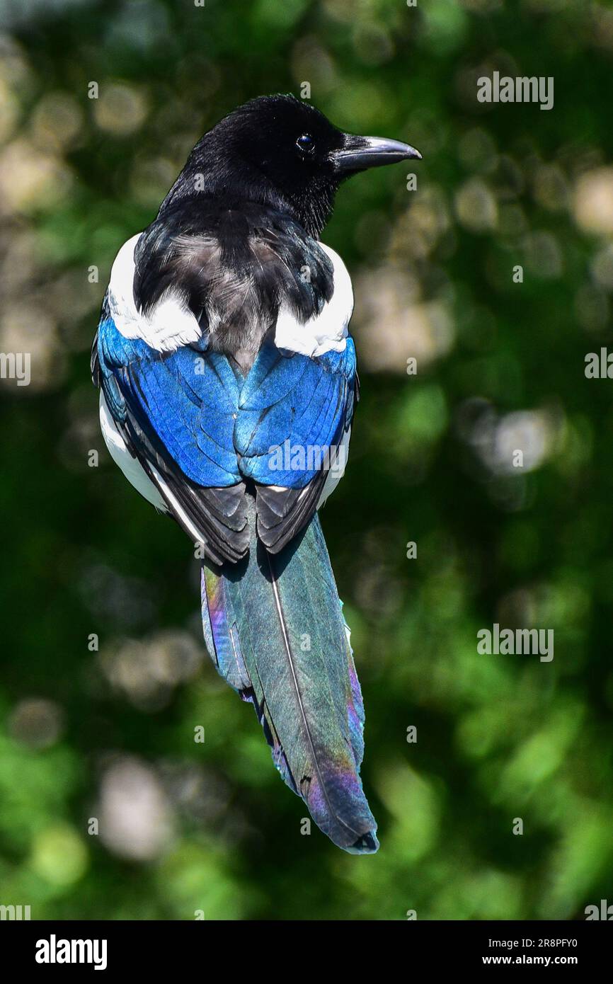 Pie voleuse Banque de photographies et d’images à haute résolution - Alamy