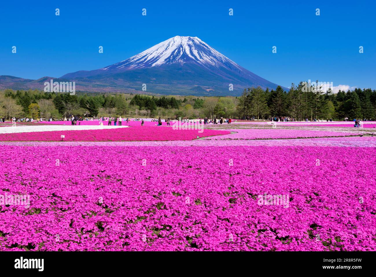 Fuji shibazakura Banque de photographies et d’images à haute résolution ...