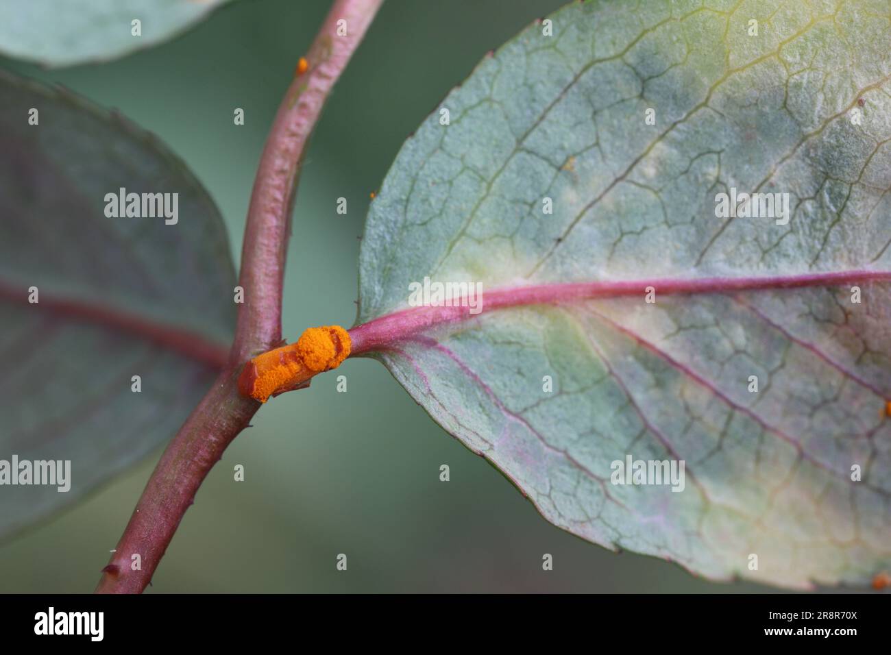 Le champignon de la rouille rose causé par un champignon Phragmidium ...
