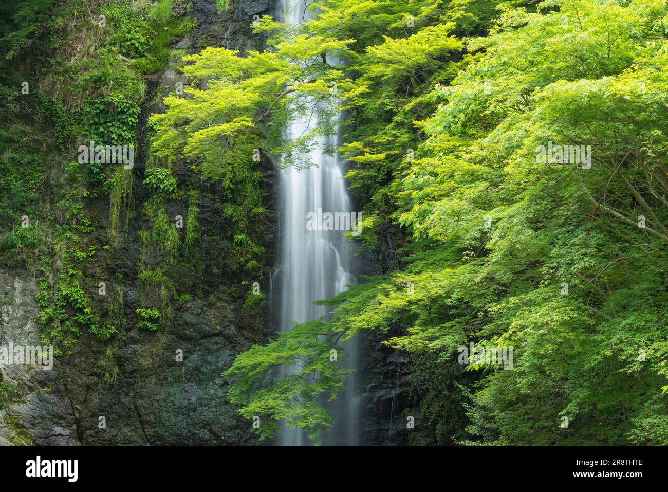Meiji no mori minoh quasi national park Banque de photographies et d ...