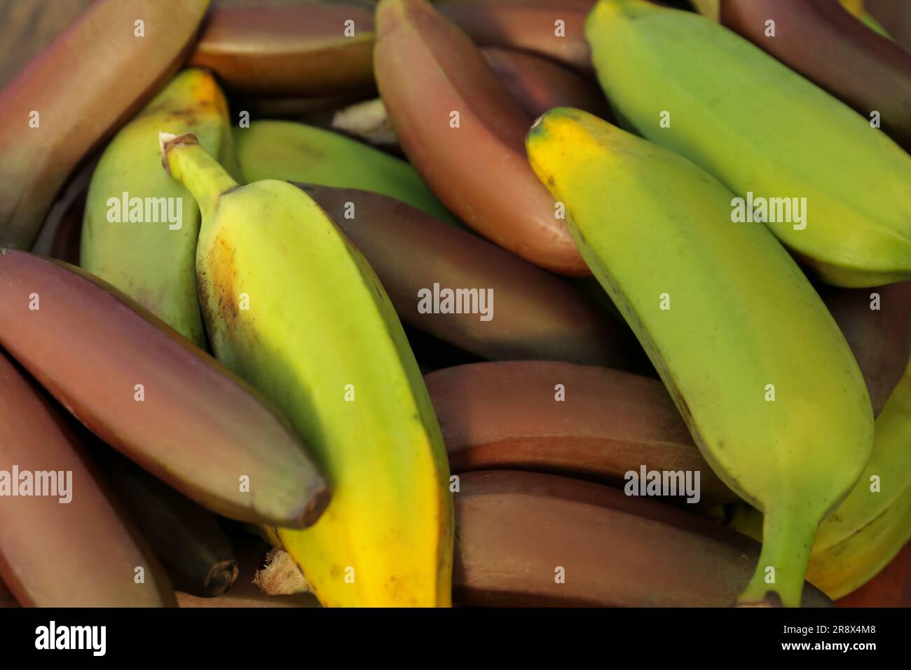Different types of bananas Banque de photographies et d’images à haute ...