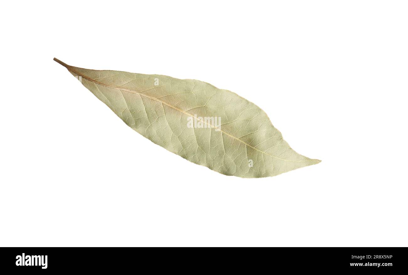 Feuille de laurier aromatique Banque de photographies et d’images à ...