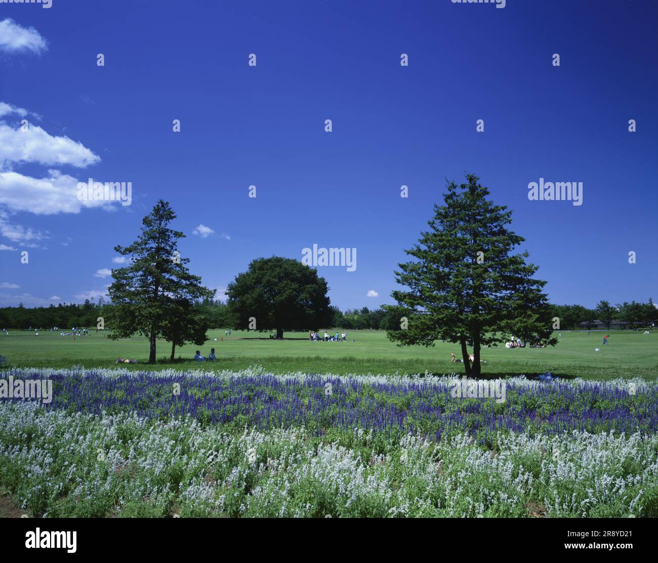Parc showa Banque de photographies et d’images à haute résolution - Alamy