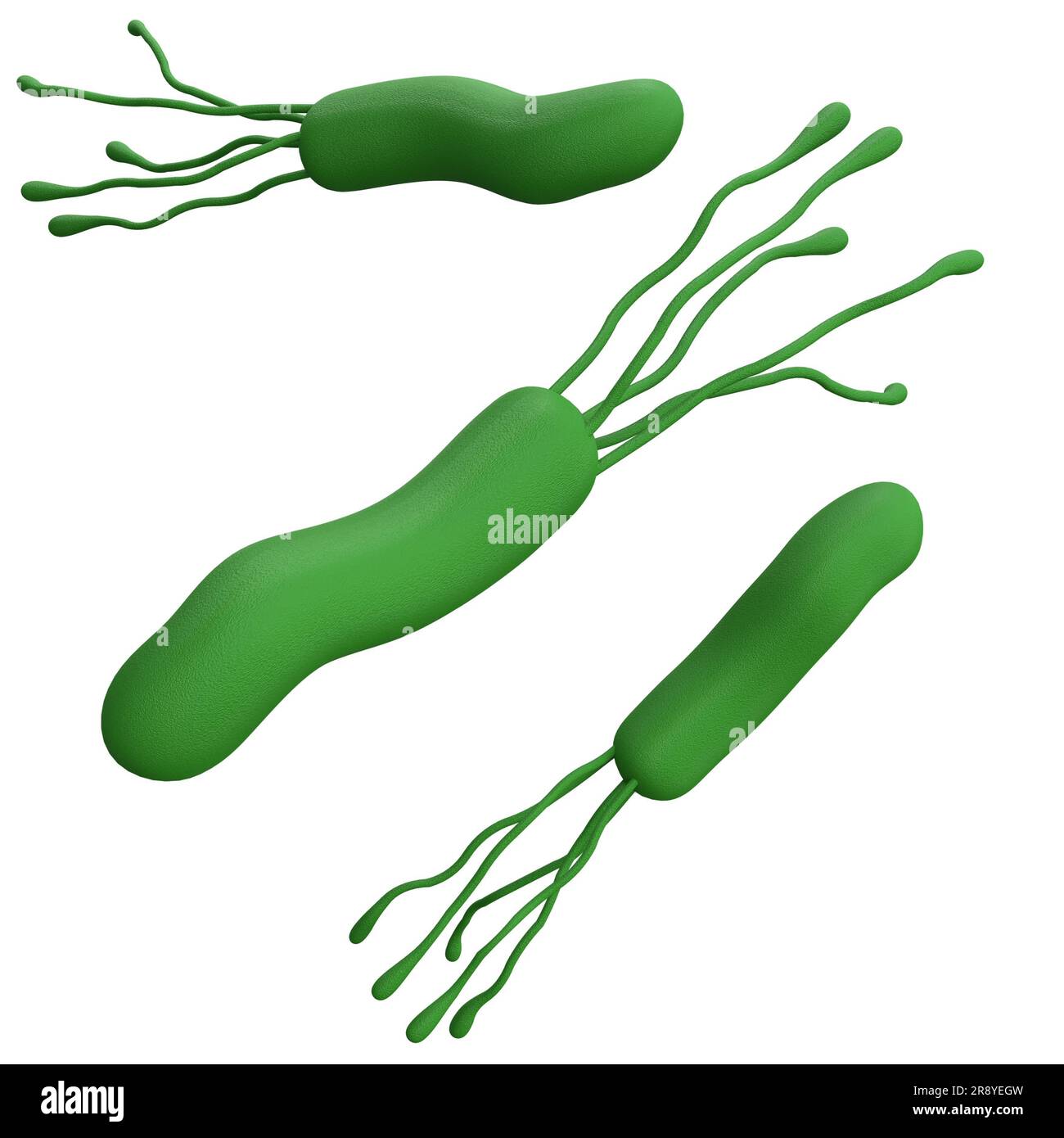 Les bactéries Helicobacter pylori 3D rendent une icône de médecine ...