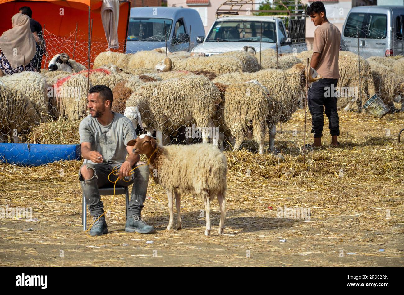 22 juin 2023: Tunis, Tunisie. 22 juin 2023. Un marché du bétail pour ...