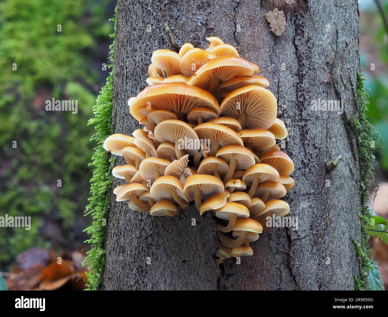 Mycose pied Banque de photographies et d’images à haute résolution - Alamy