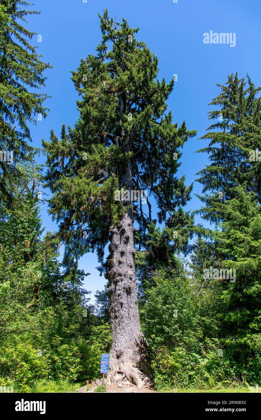 Quinault, WA, USA-juillet 2022: Vue verticale du plus grand épicéa du ...