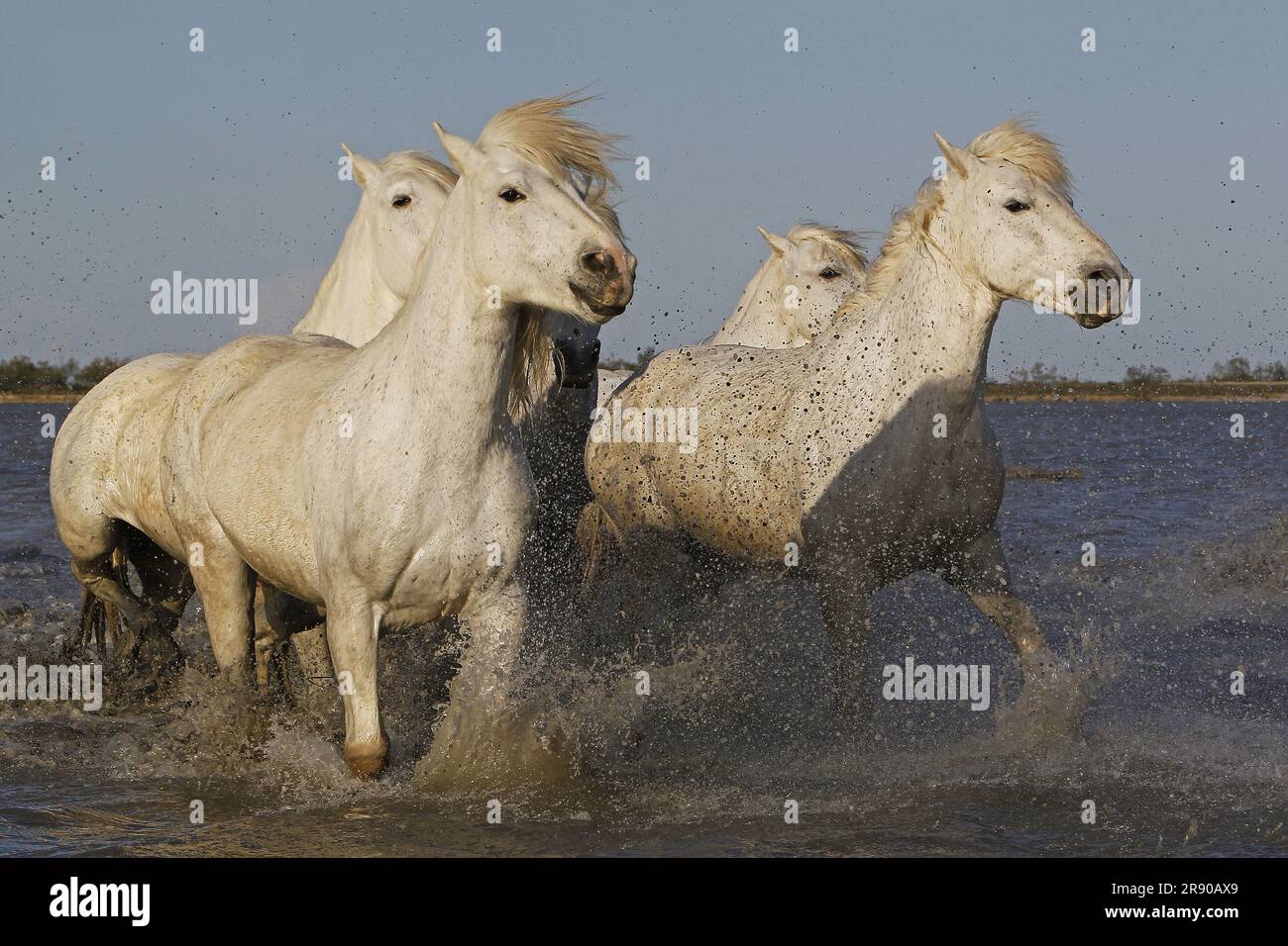 Camargue Horse Groupe Galloping Travers Le Marais Saintes Marie De camargue-horse-groupe-galloping-travers-le-marais-saintes-marie-de