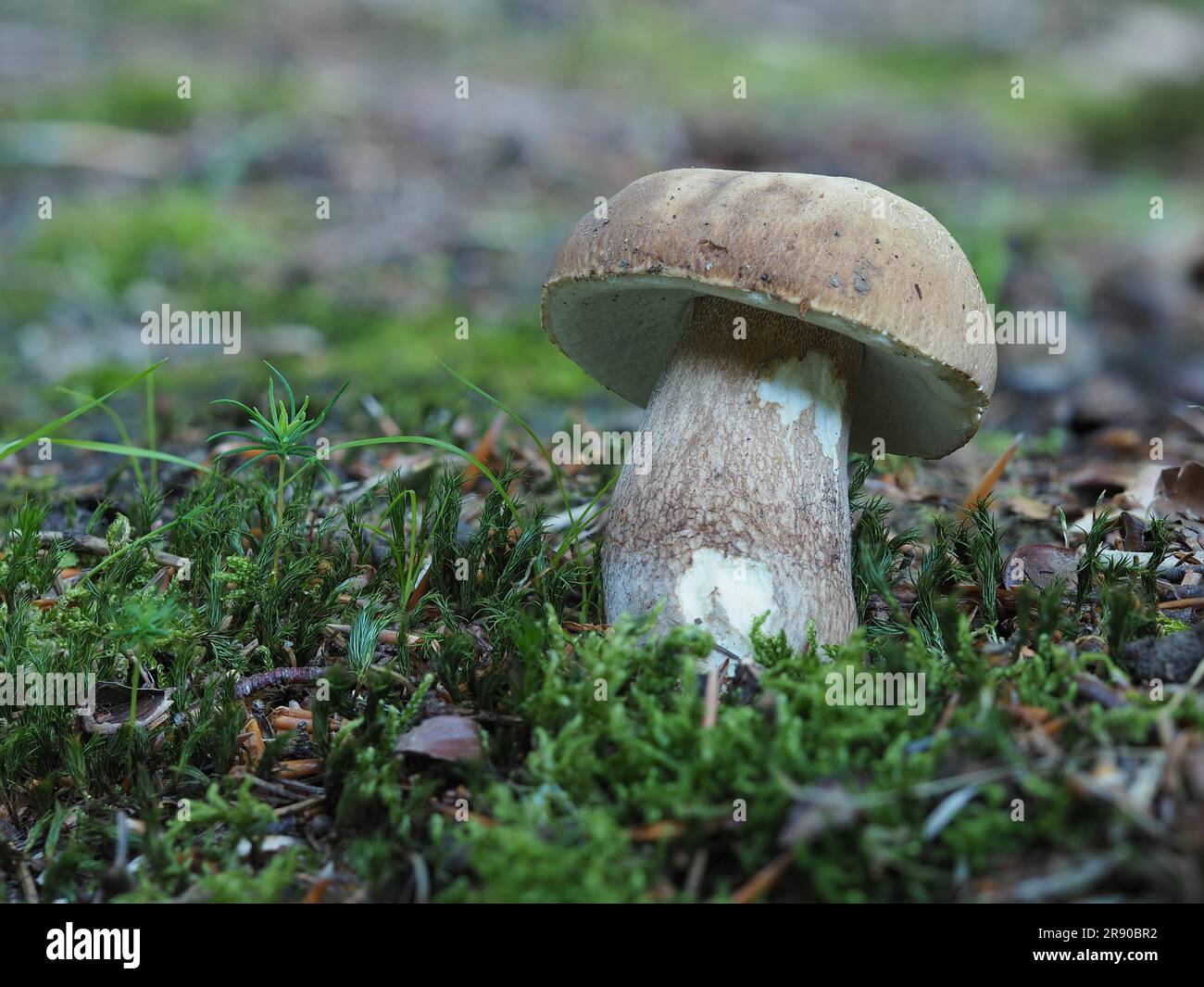 Bolets aestivalis Banque de photographies et d’images à haute résolution - Alamy
