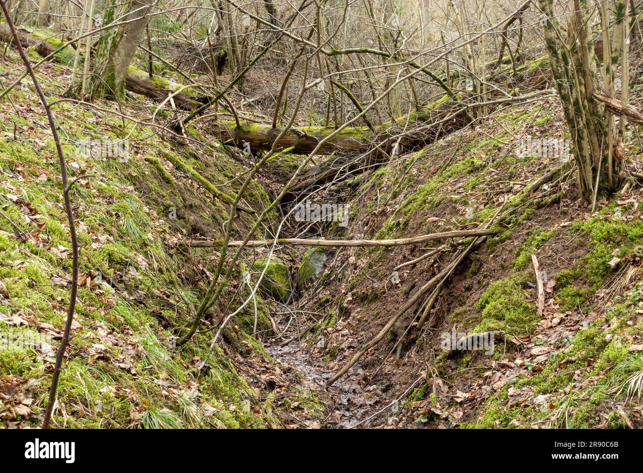 Un lit de rivière séché dans la forêt de printemps avec des arbres et ...