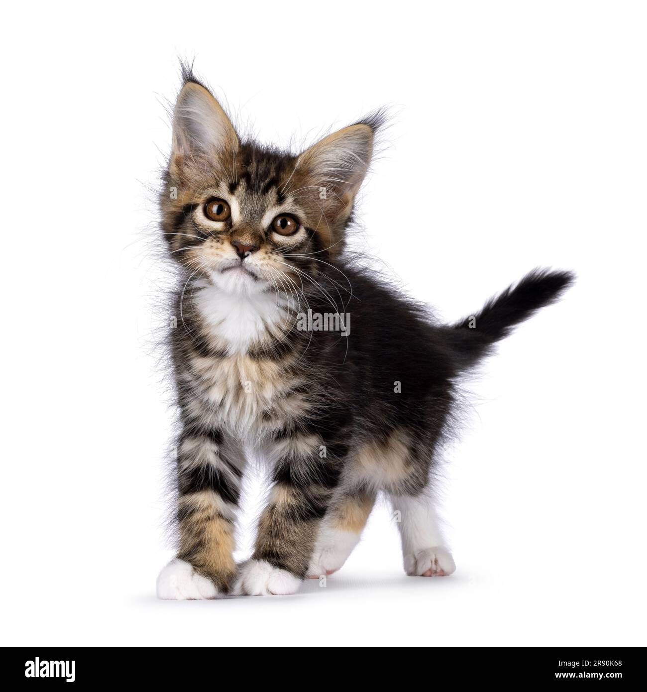 Tabby brun super doux classique avec chaton de chat Maine Coon blanc ...