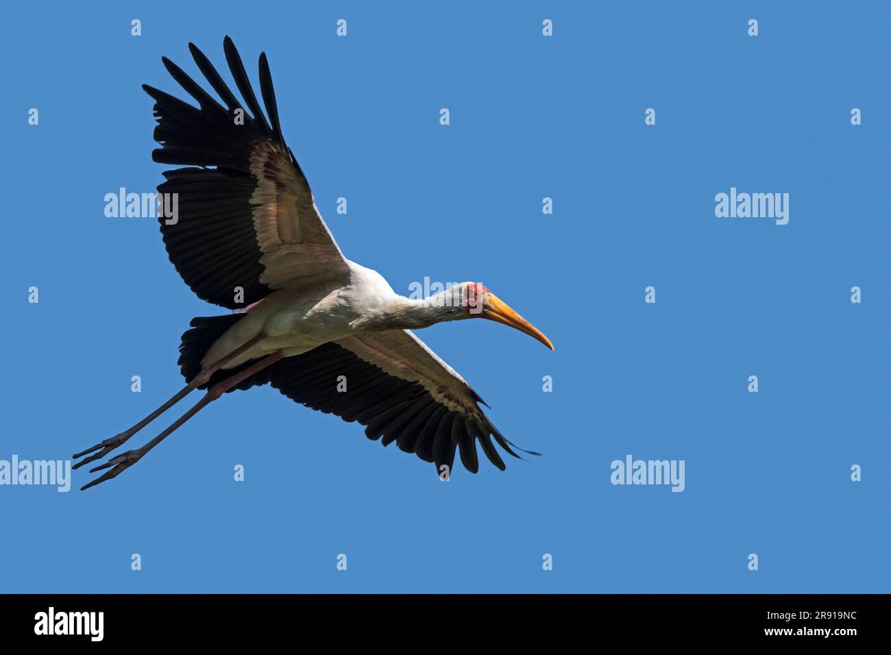 échassier oiseau africain ibis Banque de photographies et d’images à ...