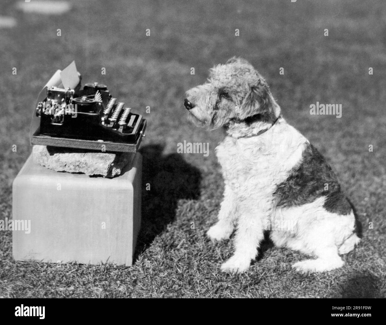 Hollywood, Californie: 1924 Douglas Fairbanks et le chien de Mary ...
