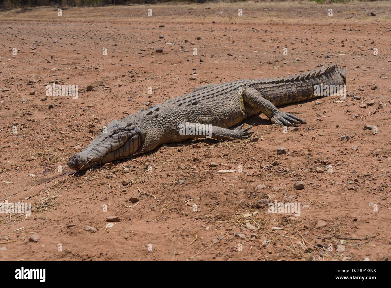 Un crocodile d'eau salée mort se trouve sur le côté de la route près de ...