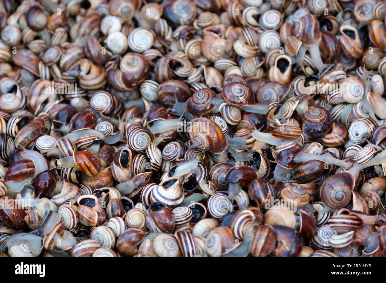 Escargots de marrakech Banque de photographies et d’images à haute ...