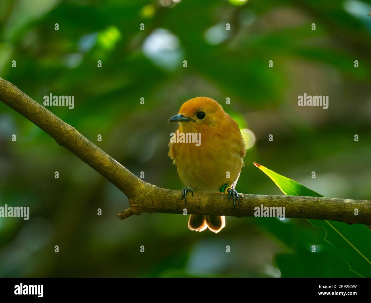 Rarotonga Monarch, Pomarea dimidiata, une espèce endémique et en voie ...