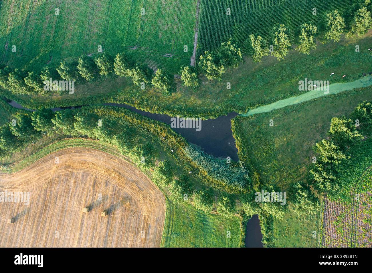 Meetjeslands krekengebied Banque de photographies et d’images à haute ...