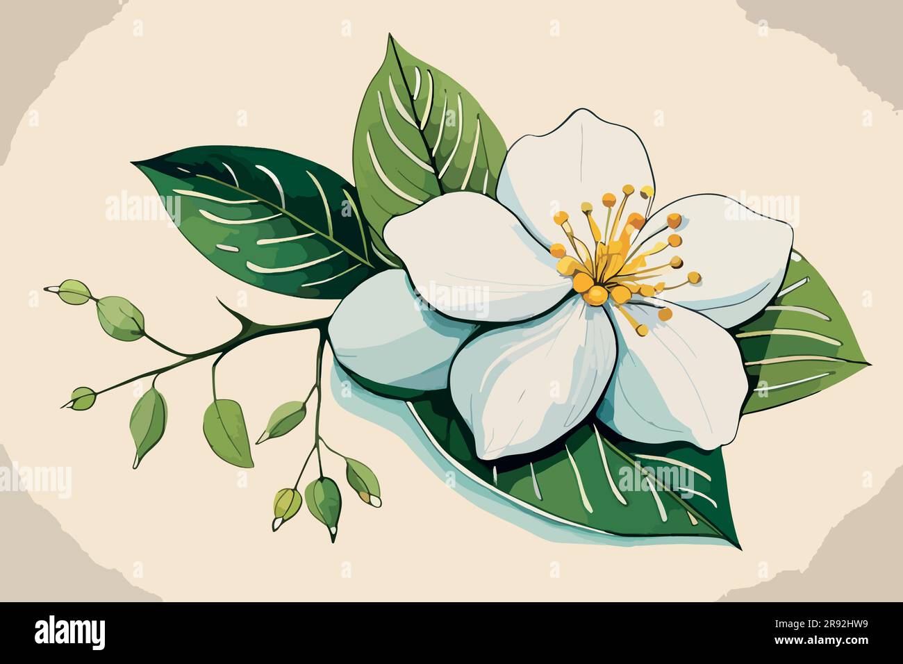 Dessin de fleurs de jasmin Banque de photographies et d’images à haute ...