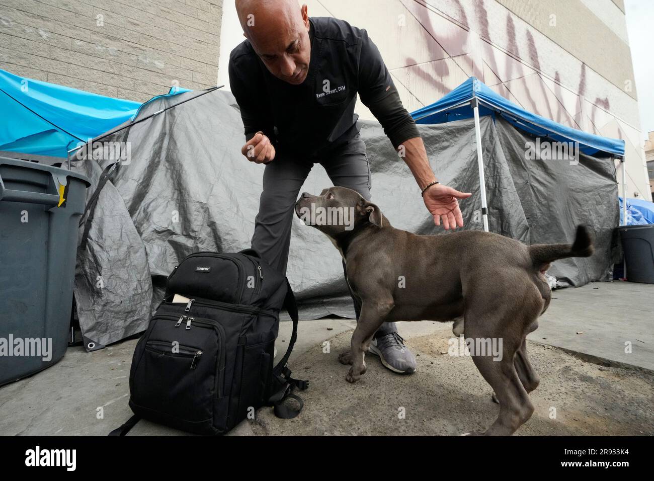 Dr. Kwane Stewart gives the dog Kilo a dewormer tablet in the Skid Row ...