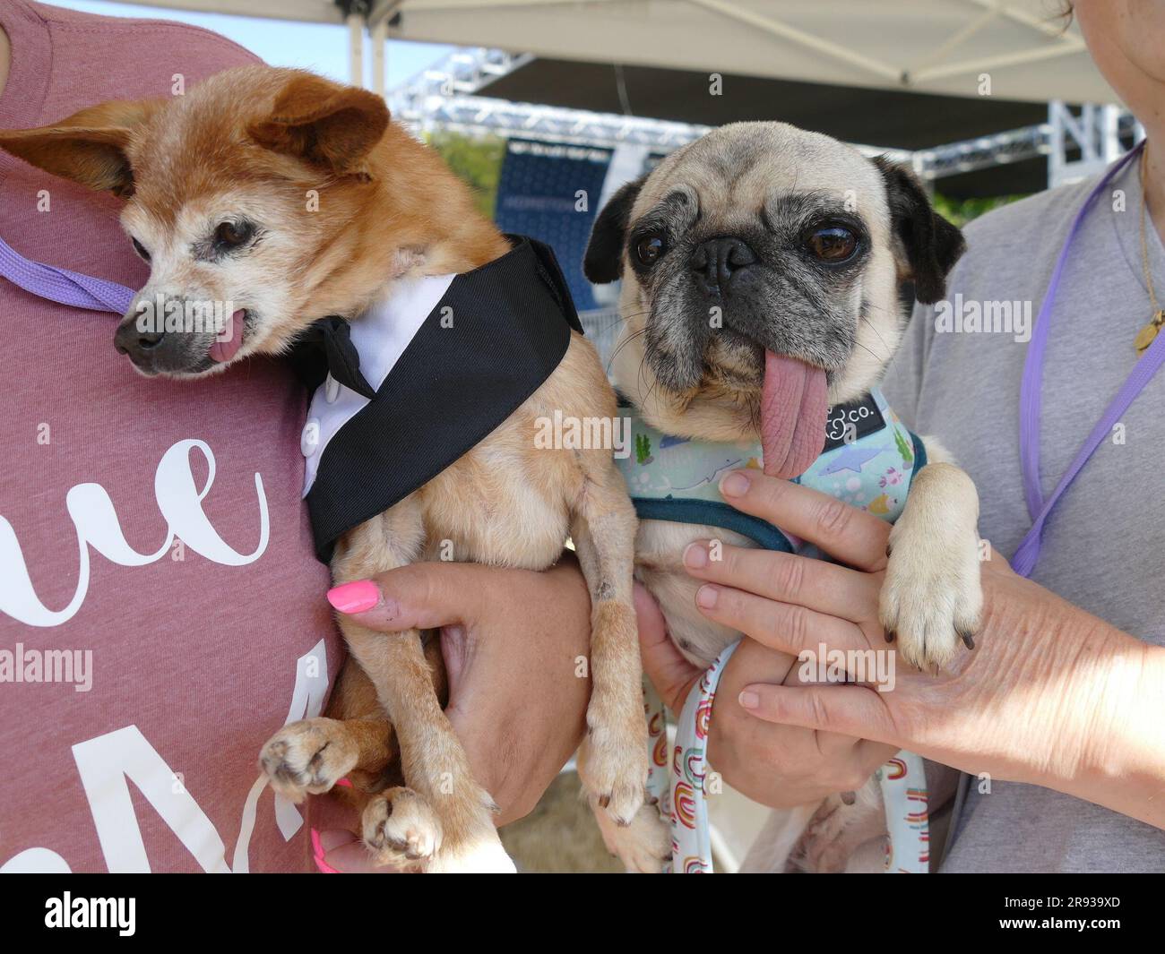 Worlds ugliest dog contest Banque de photographies et d’images à haute ...