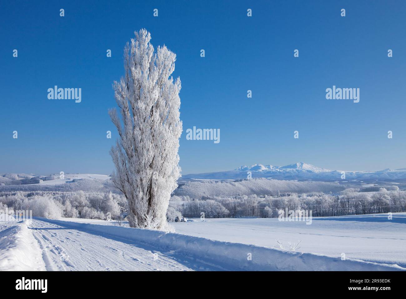 Arbre de ken et mary Banque de photographies et d’images à haute ...