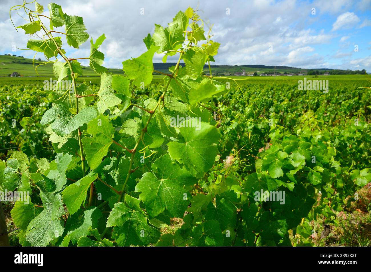 Les célèbres vignobles autour de la ville de Pommard (route des Grands ...