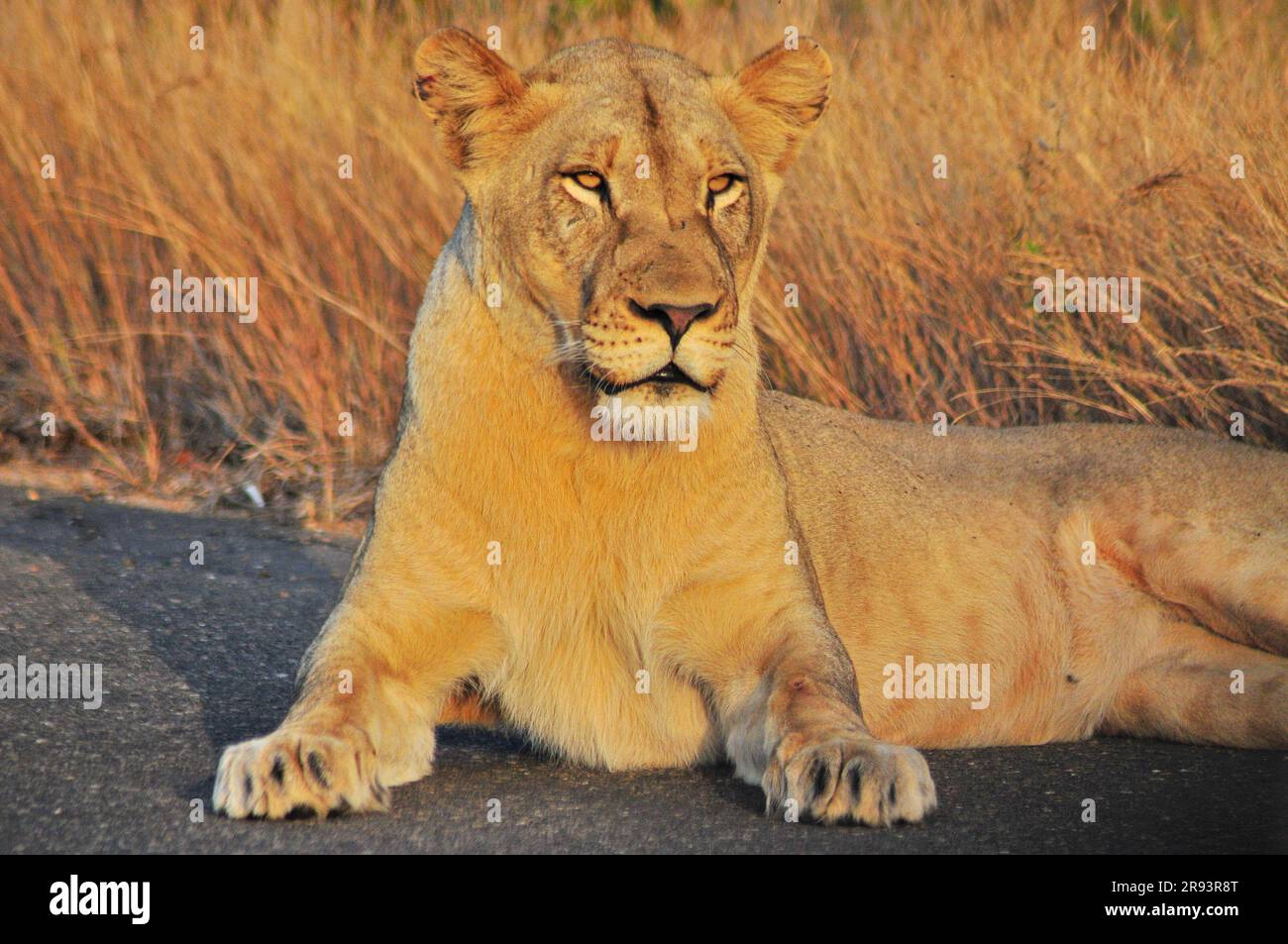 Observation du lion Banque de photographies et d’images à haute ...