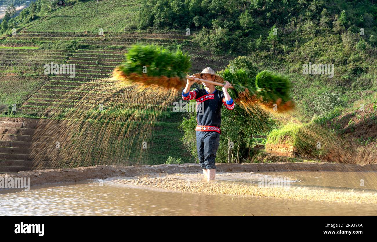 Un jeune homme de souche H'Mong portant des jeunes plants de riz jasmin ...