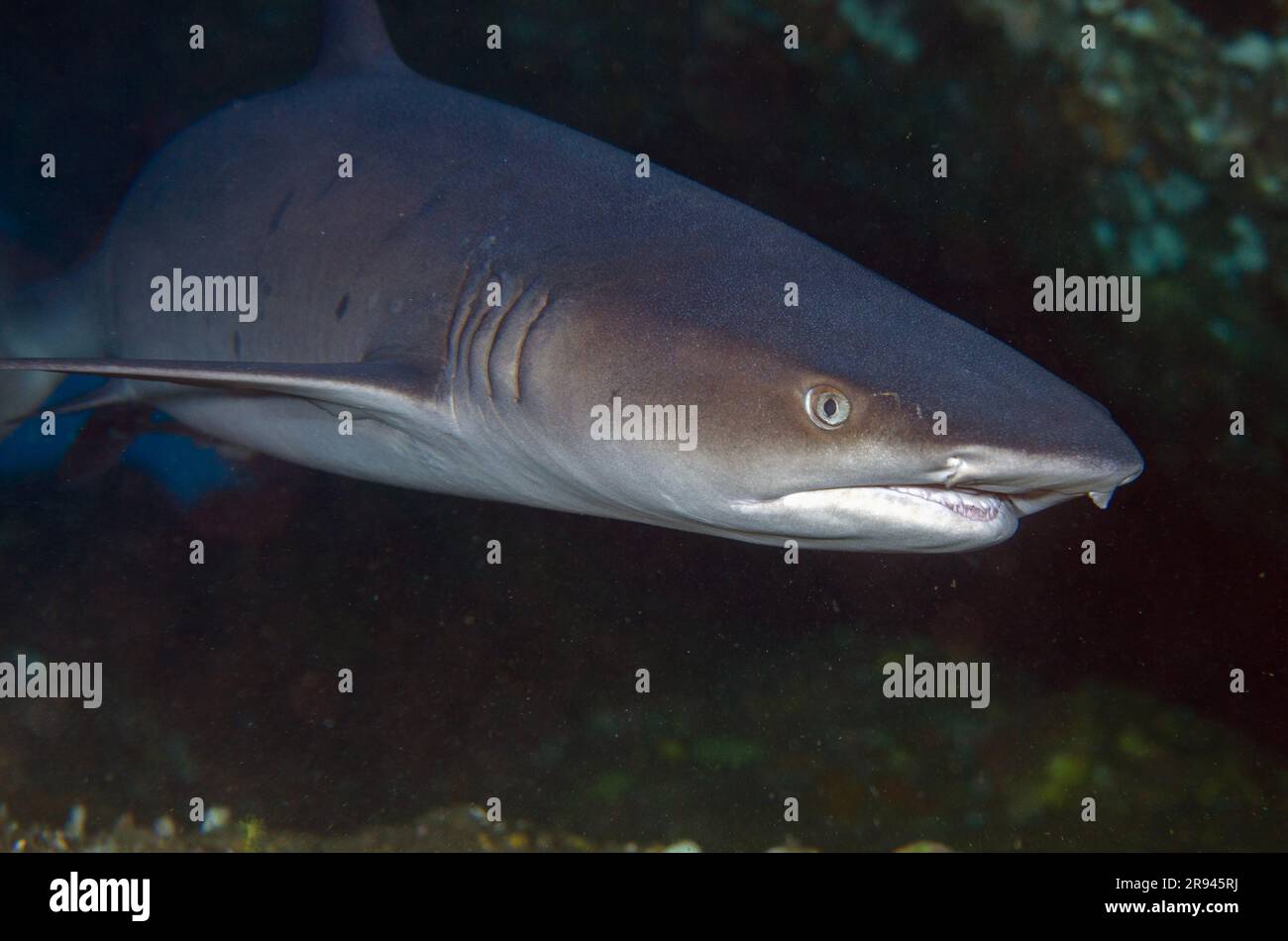 Requin dans la grotte Banque de photographies et d’images à haute ...