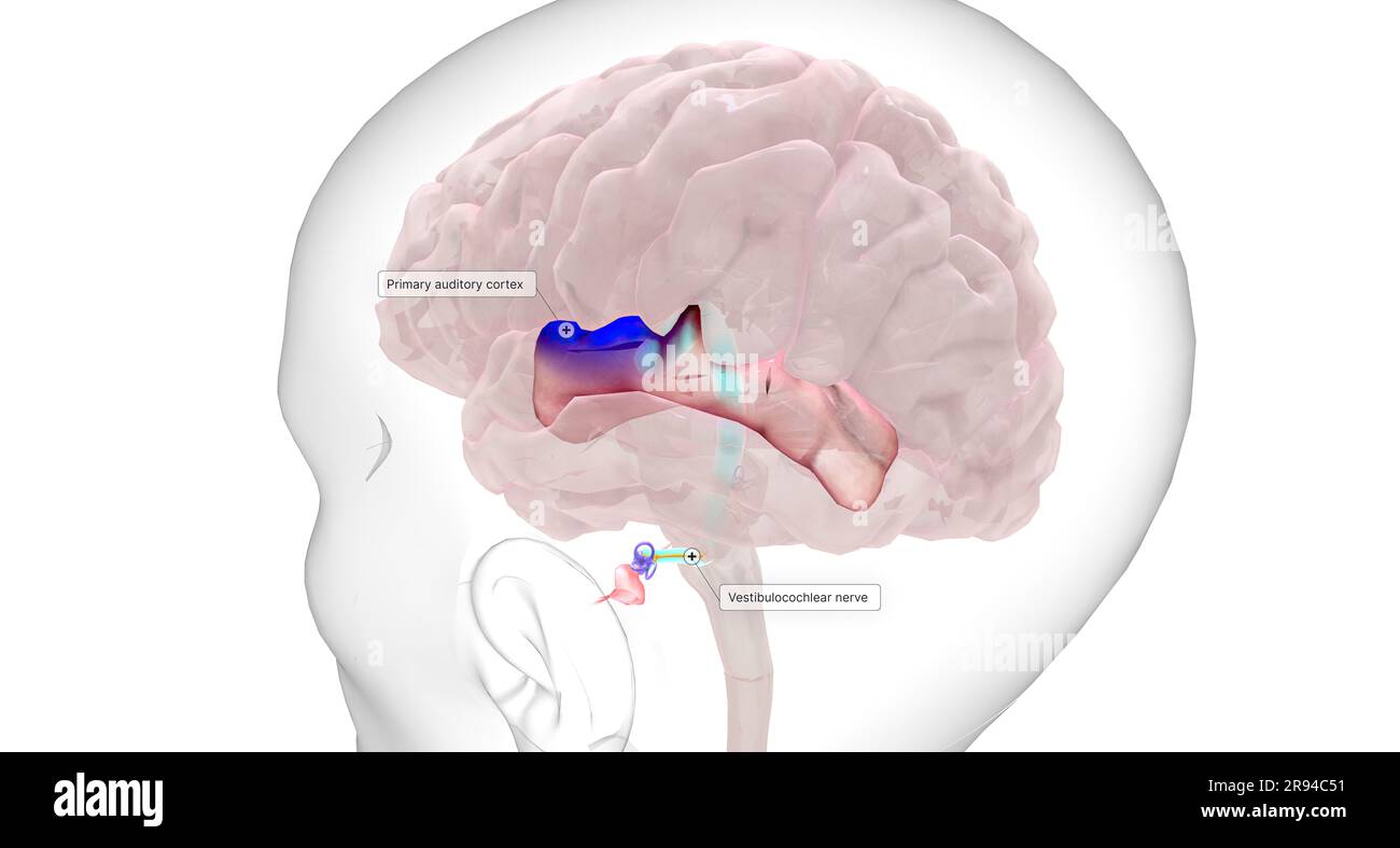 L'information auditive est transmise de la membrane basilaire de la ...