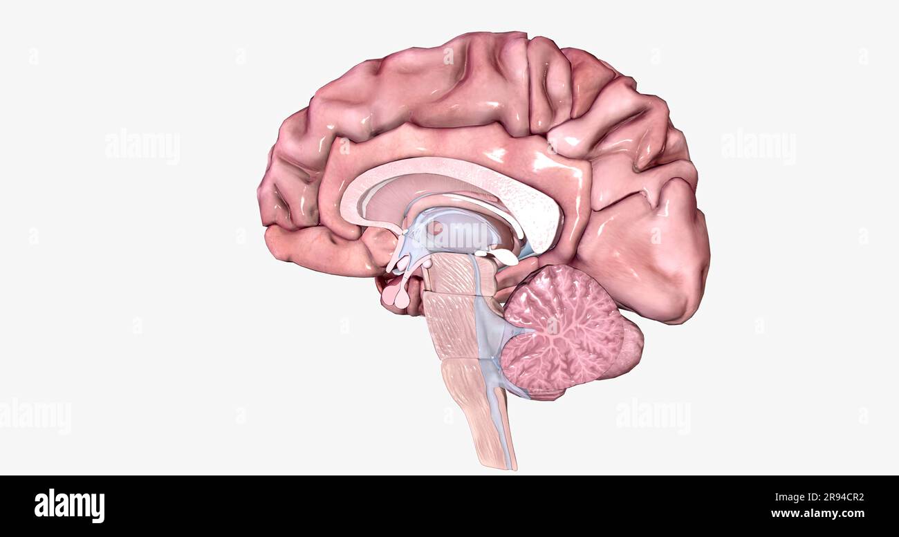 Coupe sagittale du cerveau humain Banque de photographies et d’images à ...