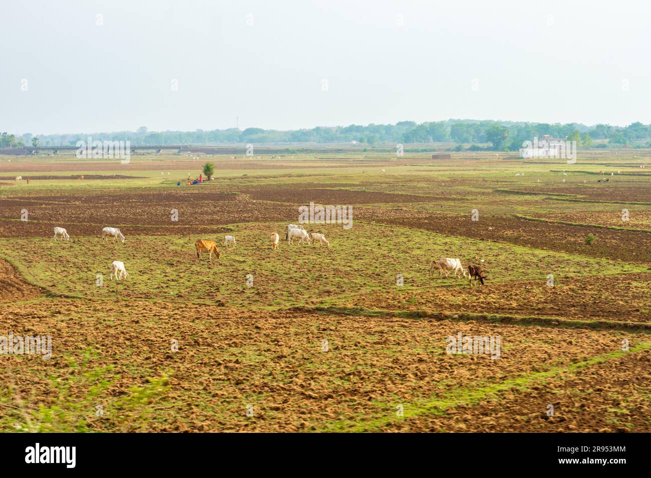 Vaches qui broutage dans le champ à une distance par rapport à l ...