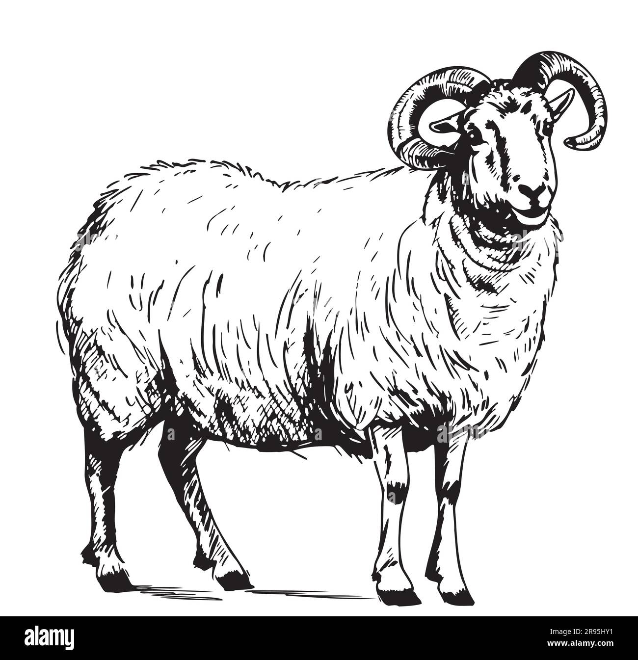 Dessin de reproduction de bélier de mouton dessiné à la main dans le ...