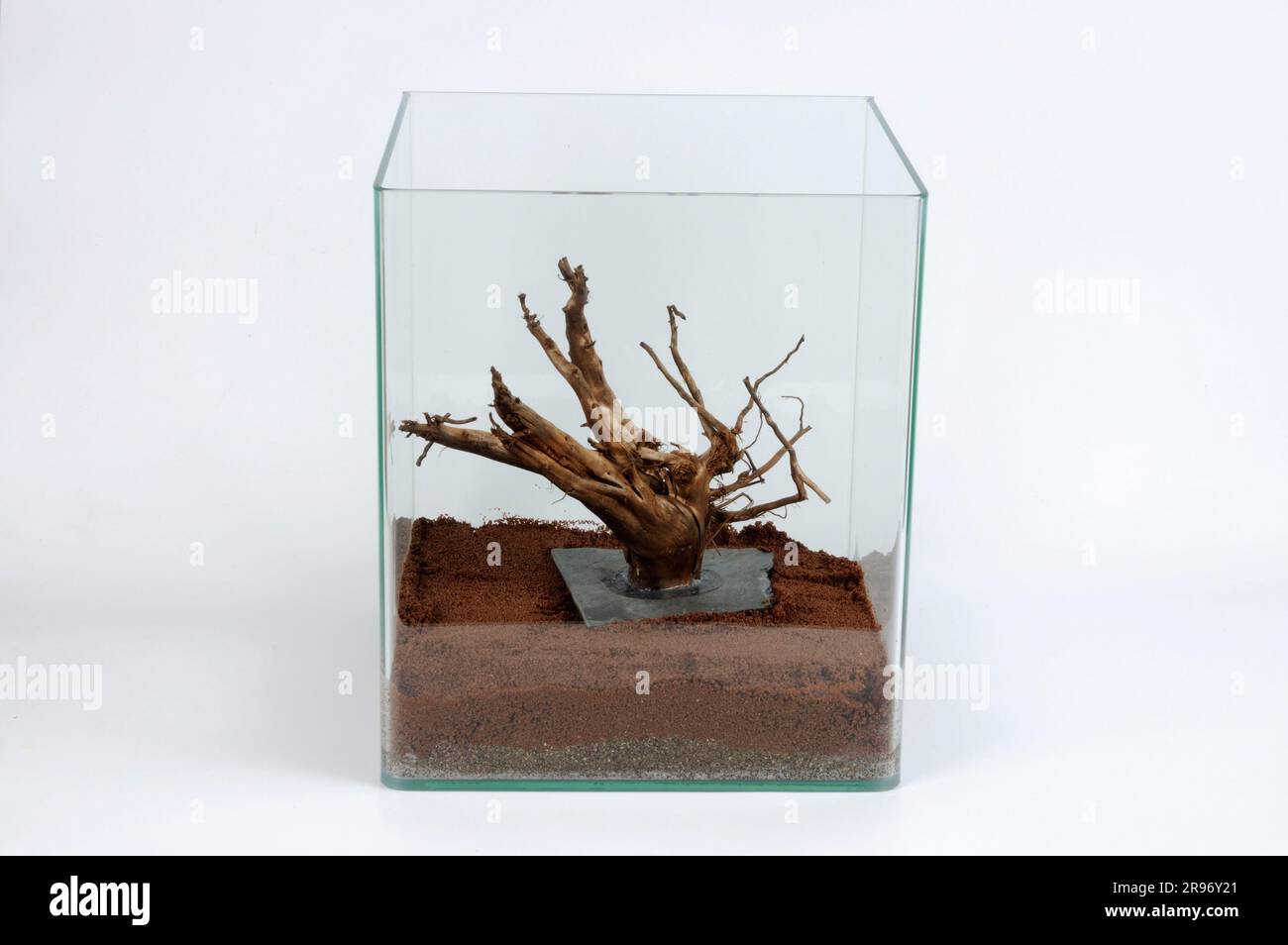 Nano aquarium, insertion de la racine deco, clipping, objet Photo Stock ...
