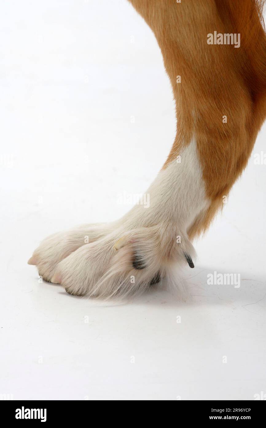 Griffe de loup Banque de photographies et d’images à haute résolution - Alamy