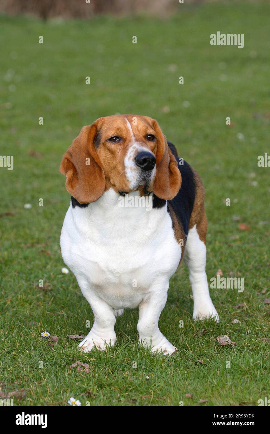 Race normande Banque de photographies et d’images à haute résolution ...