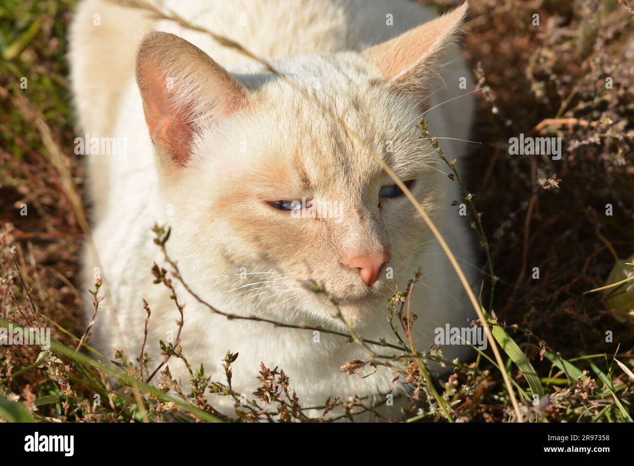 Chat blanc et beige crémeux reposant sur l'herbe et profitant du soleil tout en regardant l ...