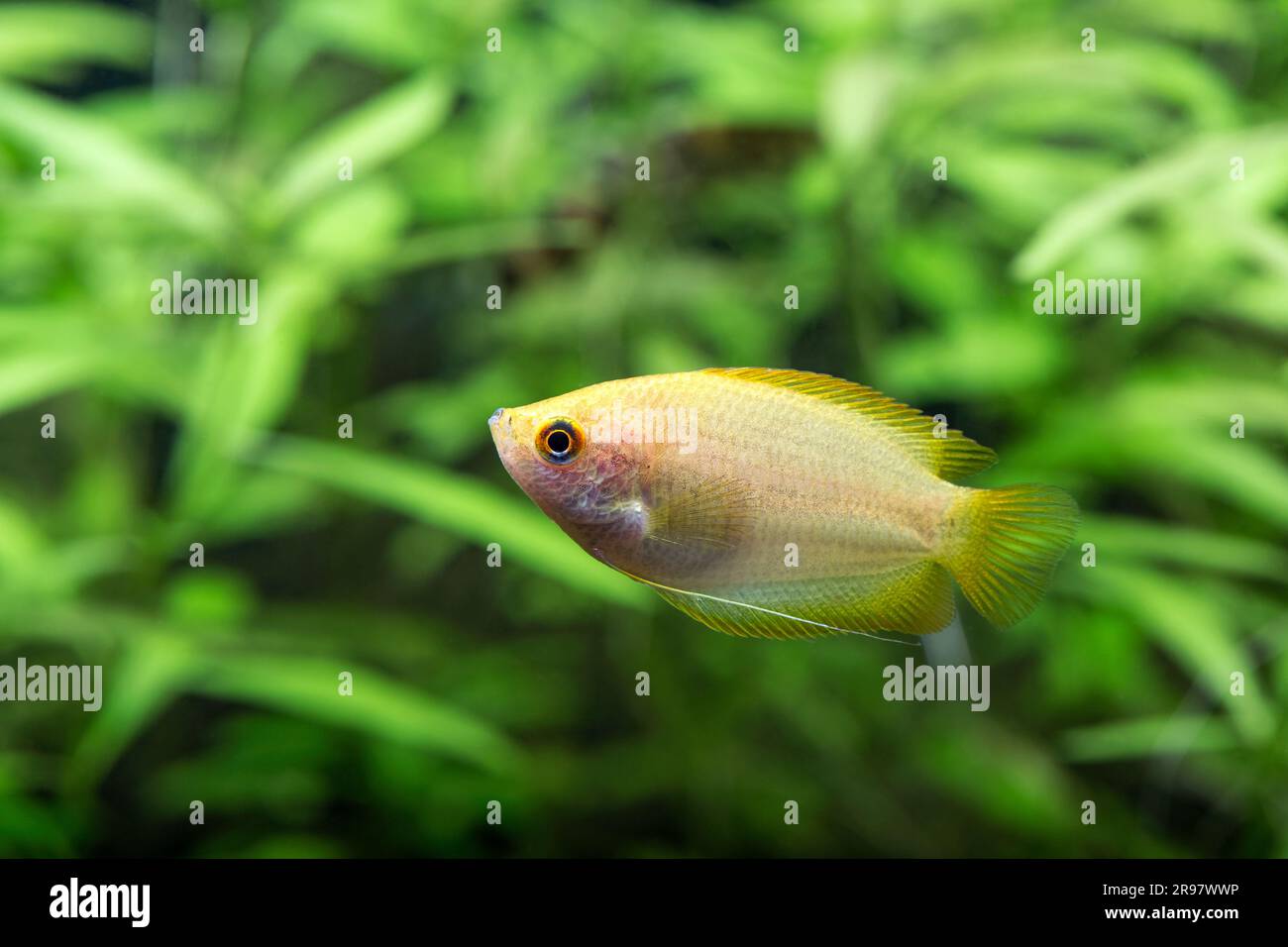 Honey gourami trichogaster chuna Banque de photographies et d’images à ...