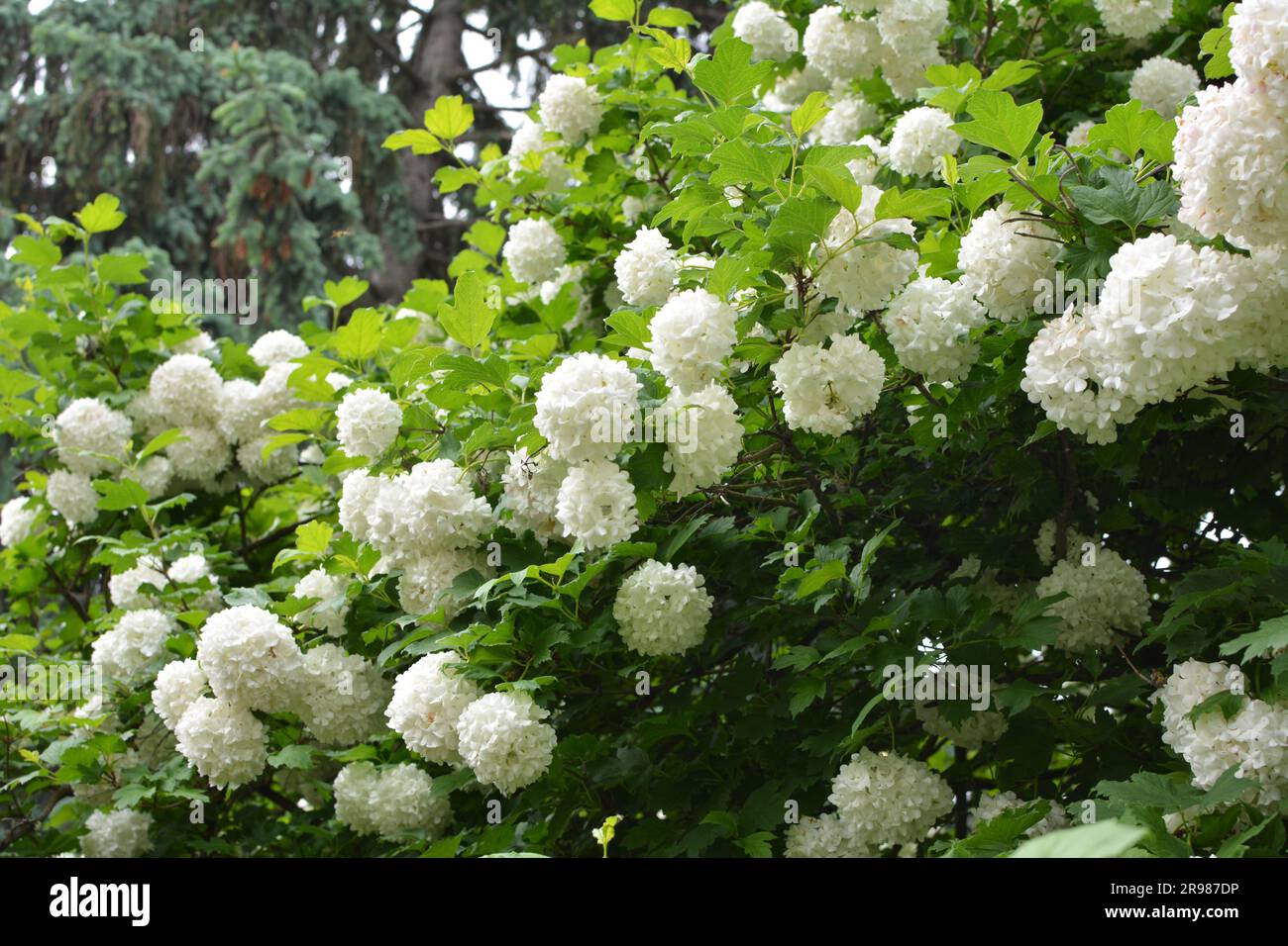 Fleurs rondes d'arbuste Banque de photographies et d’images à haute ...