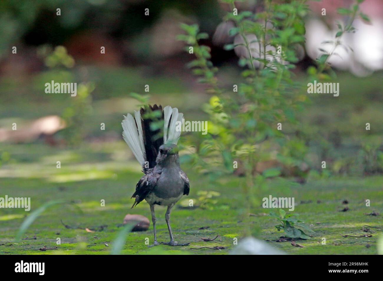 L'oiseau national du Bangladesh est le Magpie-Robin oriental. Ils sont ...
