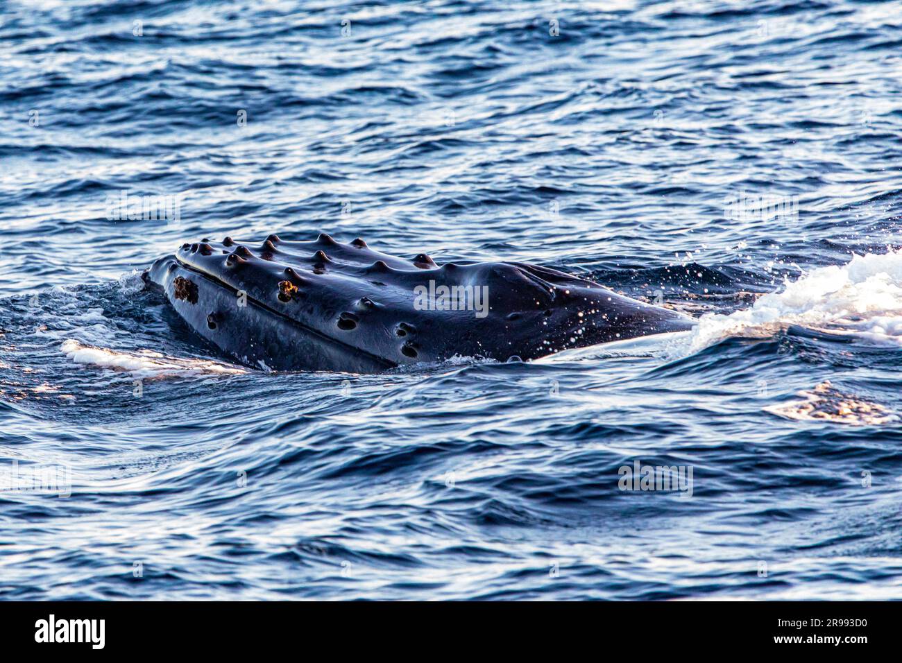 Baleine émergeant du fond marin pour respirer à côté de l'arche du Cap ...