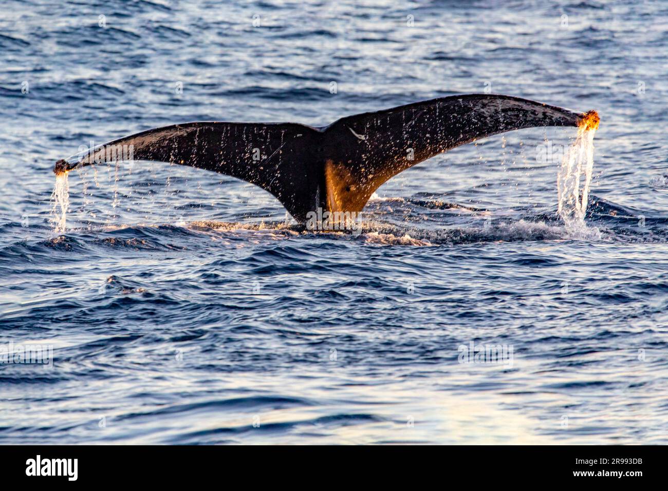 Queue de baleine émergeant de la mer profonde près de l'arche du Cap Saint Luke dans le golfe de ...