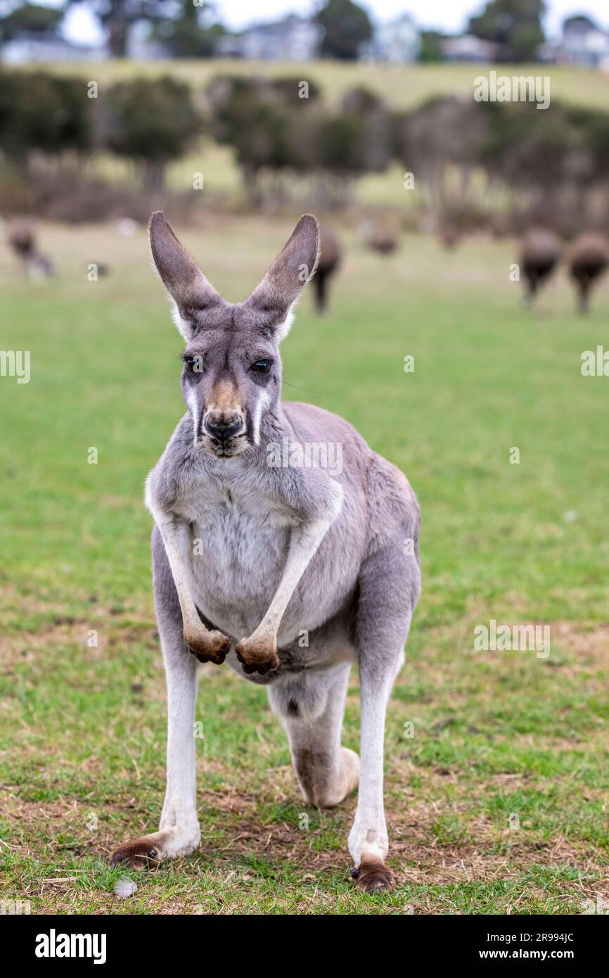 Le kangourou rouge (Macropus rufus), qui est le plus grand de tous les ...