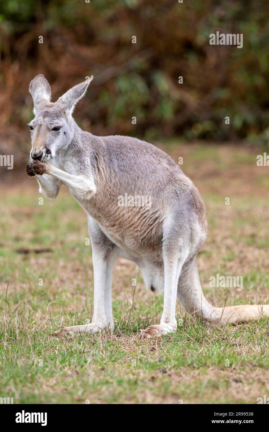Le kangourou rouge (Macropus rufus), qui est le plus grand de tous les ...