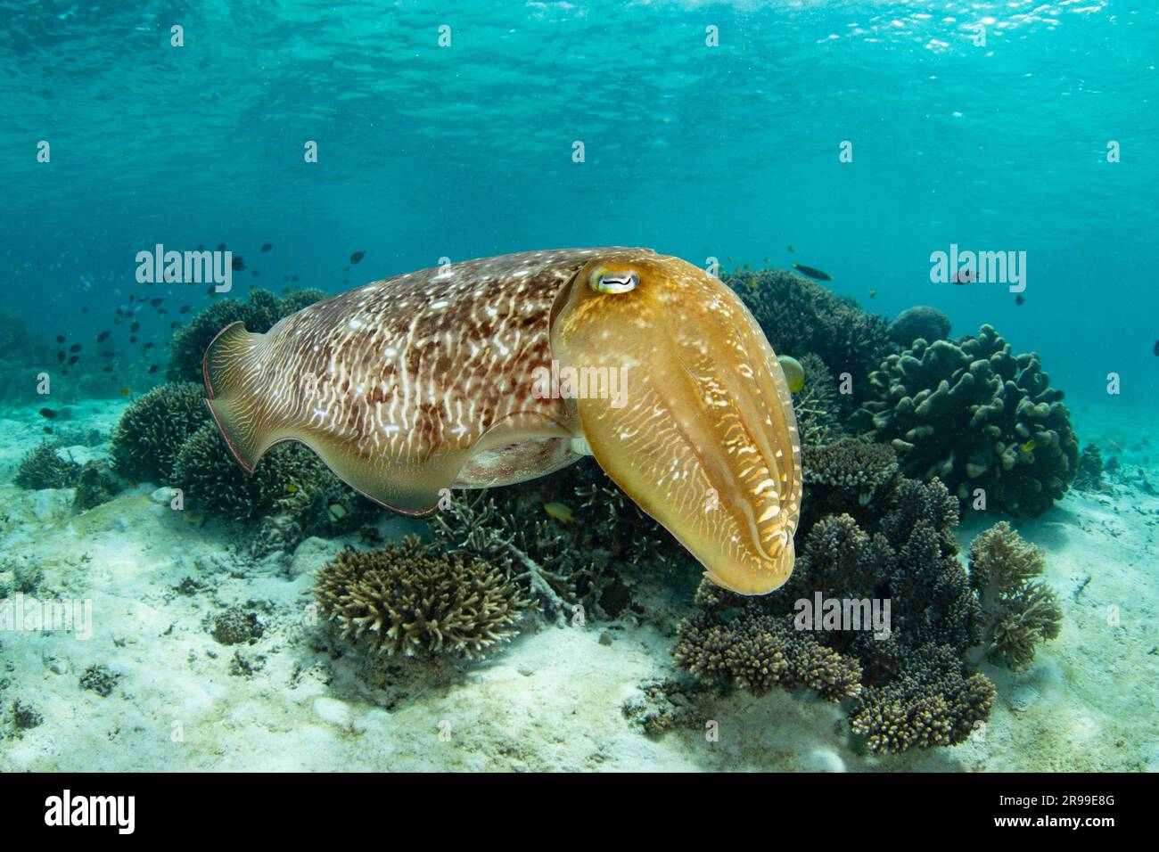 Sepia latimanus, un poisson-seiche de Broadclub, survole un récif de ...