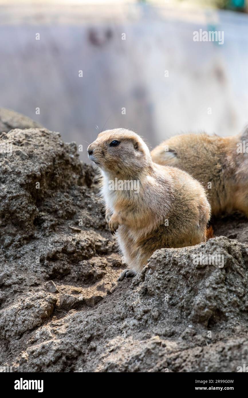 Le chien de prairie à queue noire (Cynomys ludovicianus) est un rongeur ...