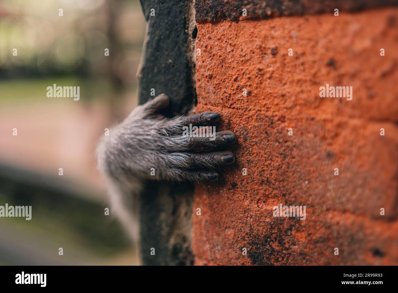 Gros plan de la main du singe sur le mur en pierre orange. Jolie petite ...